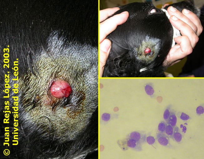 Granulomas en Perros: Tratamiento y Prevención